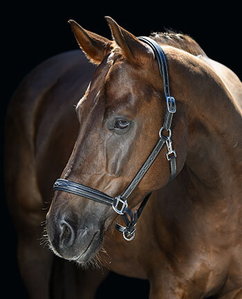 Halfter und Stricke für dein Pferd online | felix-buehler.ch