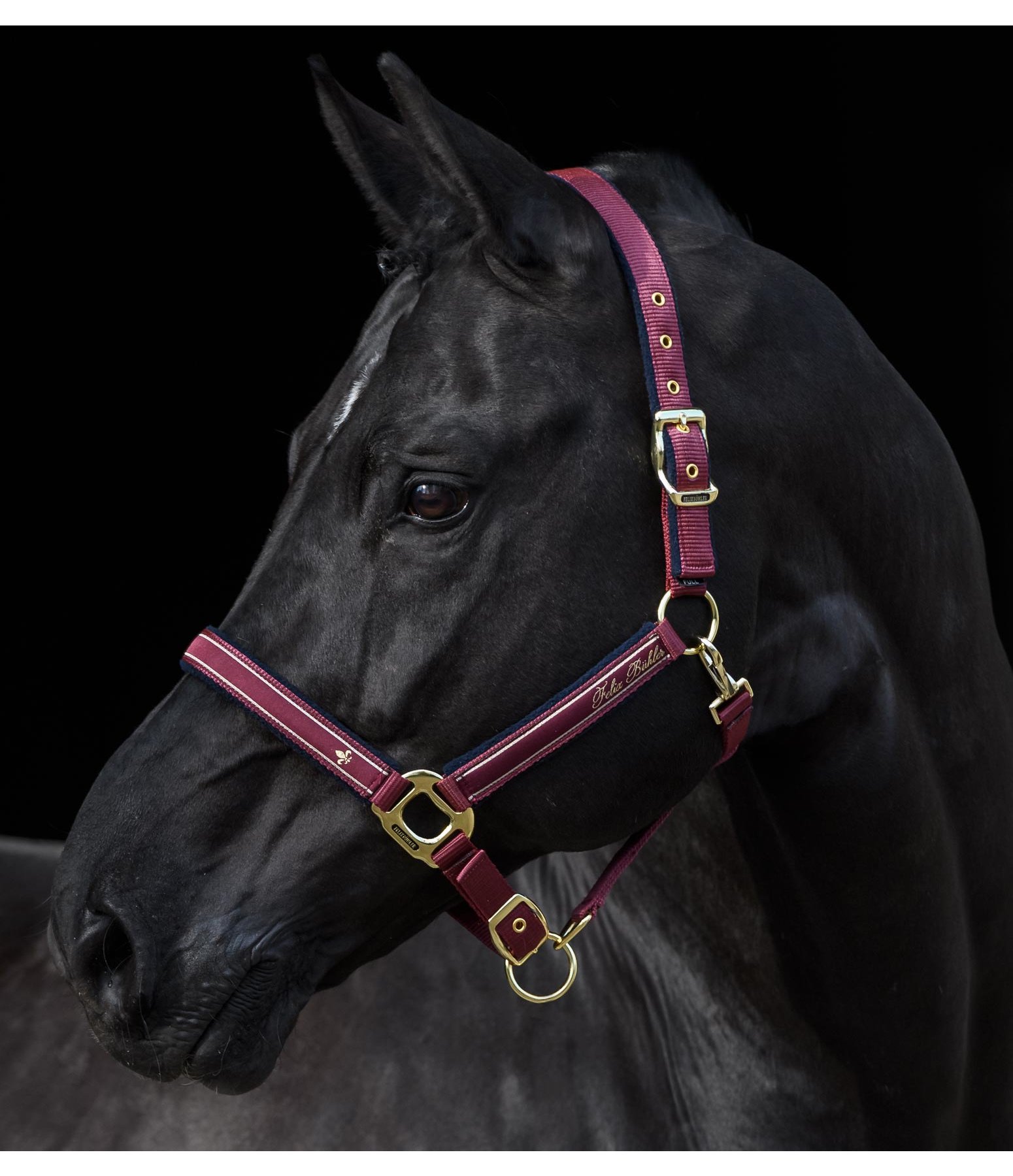 Halfter Glamorous - Halfter & Stricke - Felix Bühler