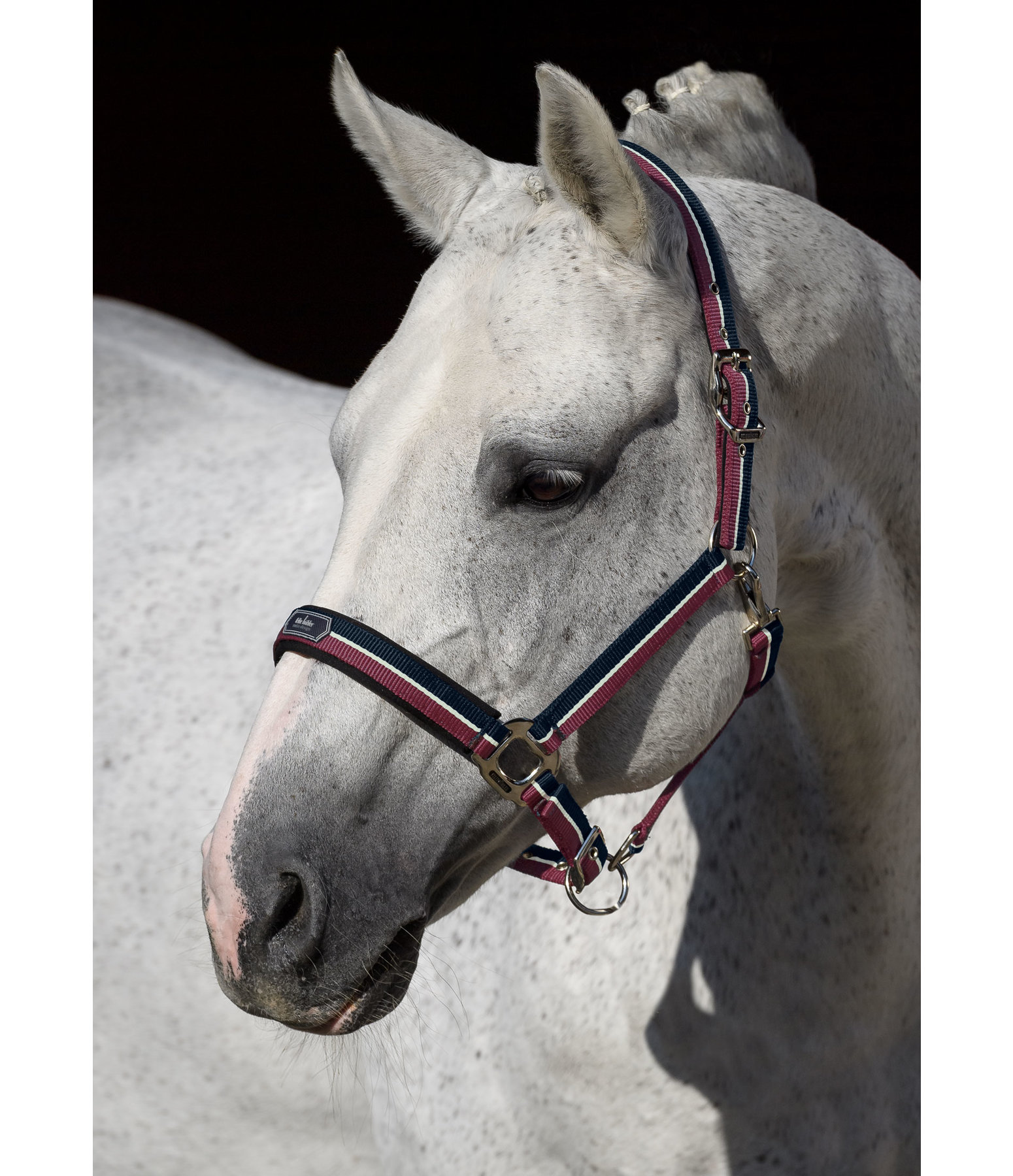 Halfter Performance II - Halfter - Felix Bühler